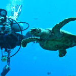 Maldives diving packages